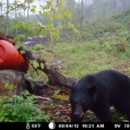 Black Bear Hunting – NH Outdoor Learning Center